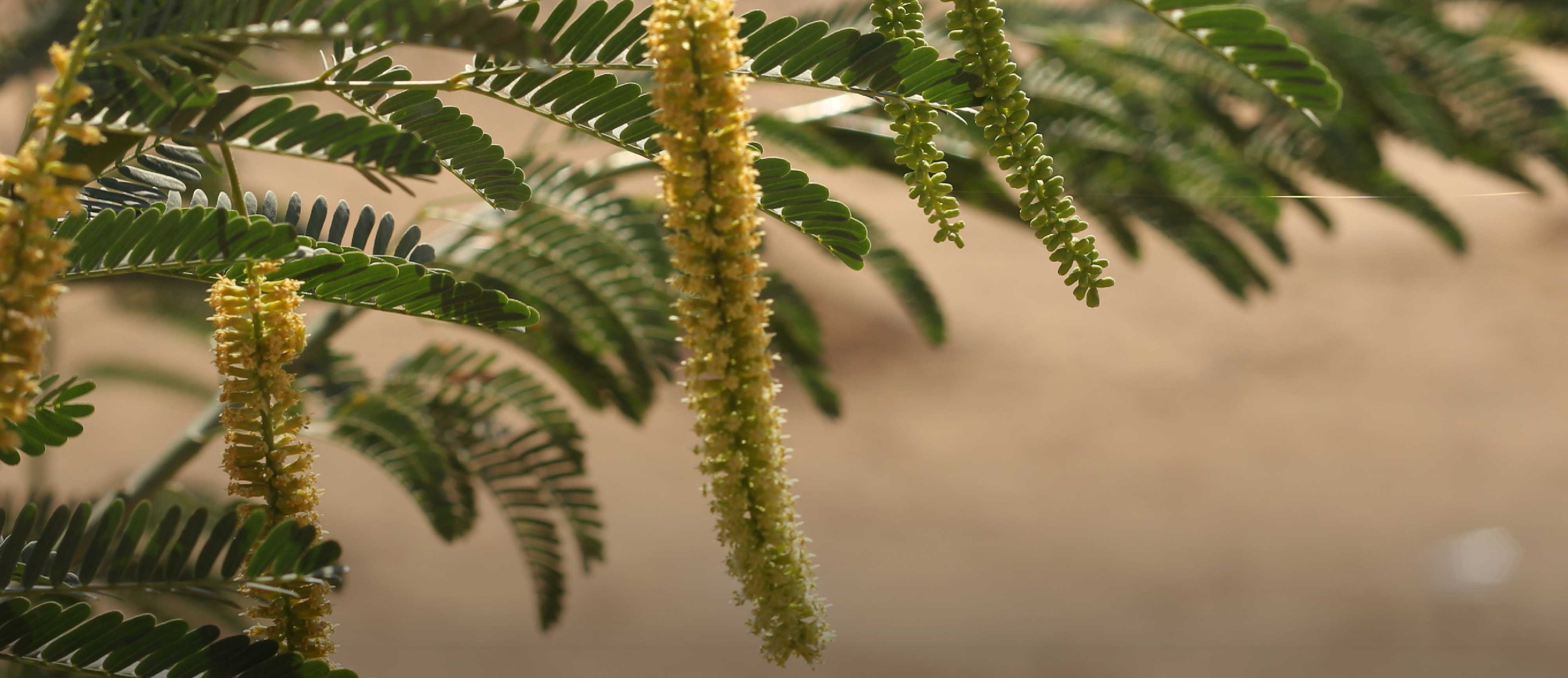 CBUAE | Central Bank of the UAE